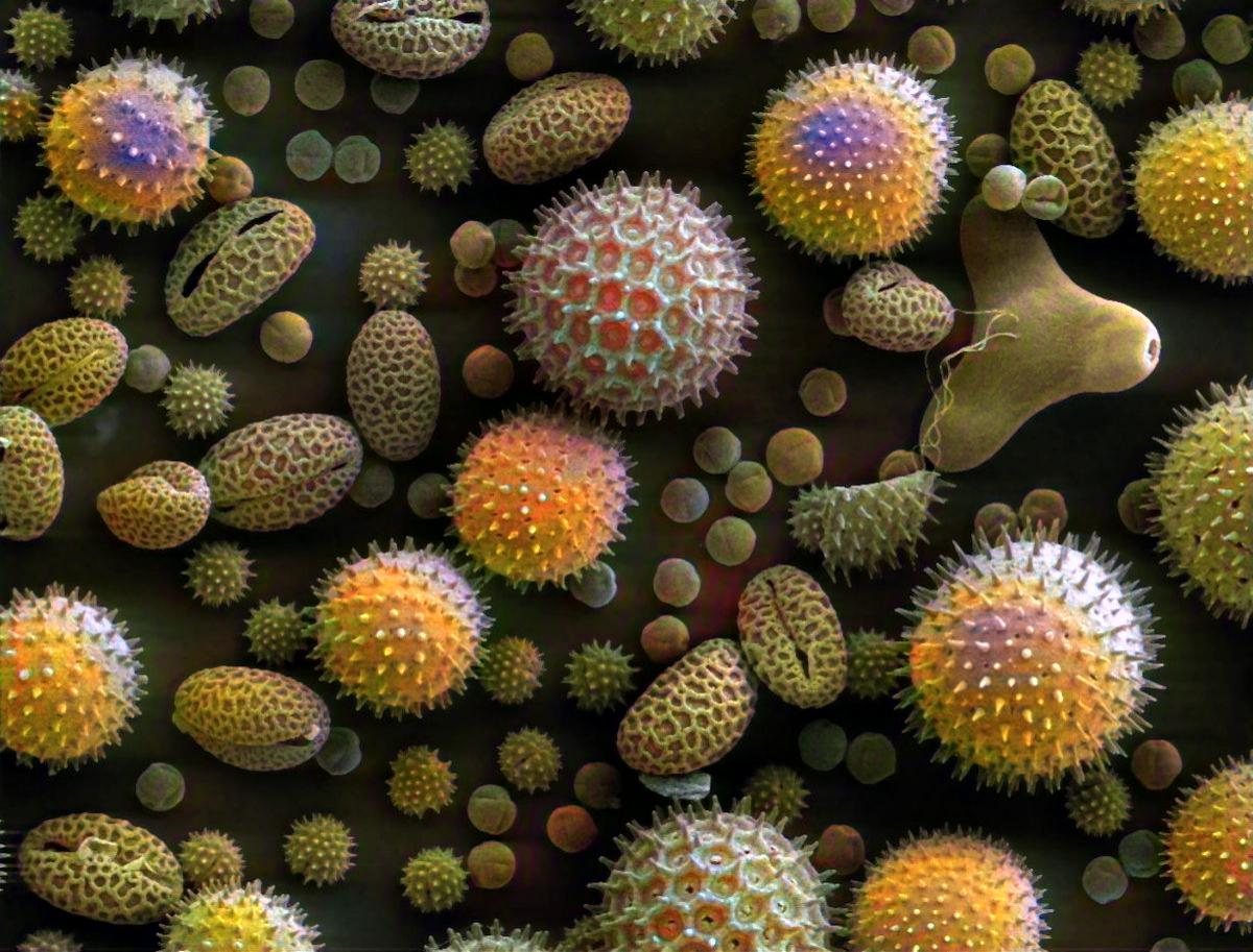 Caleb Kruse - Microcolor